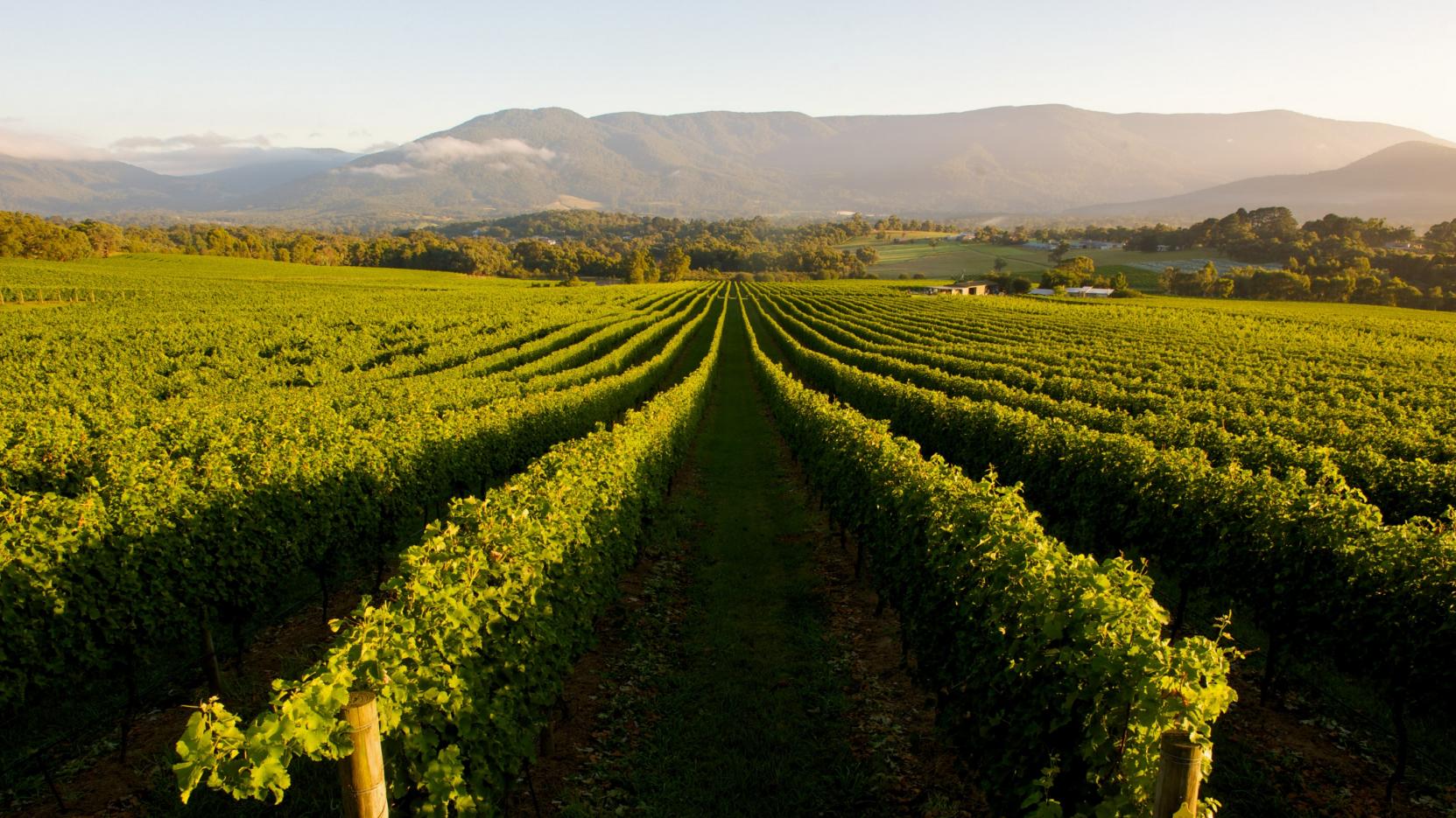 Wines | AHD Vintners